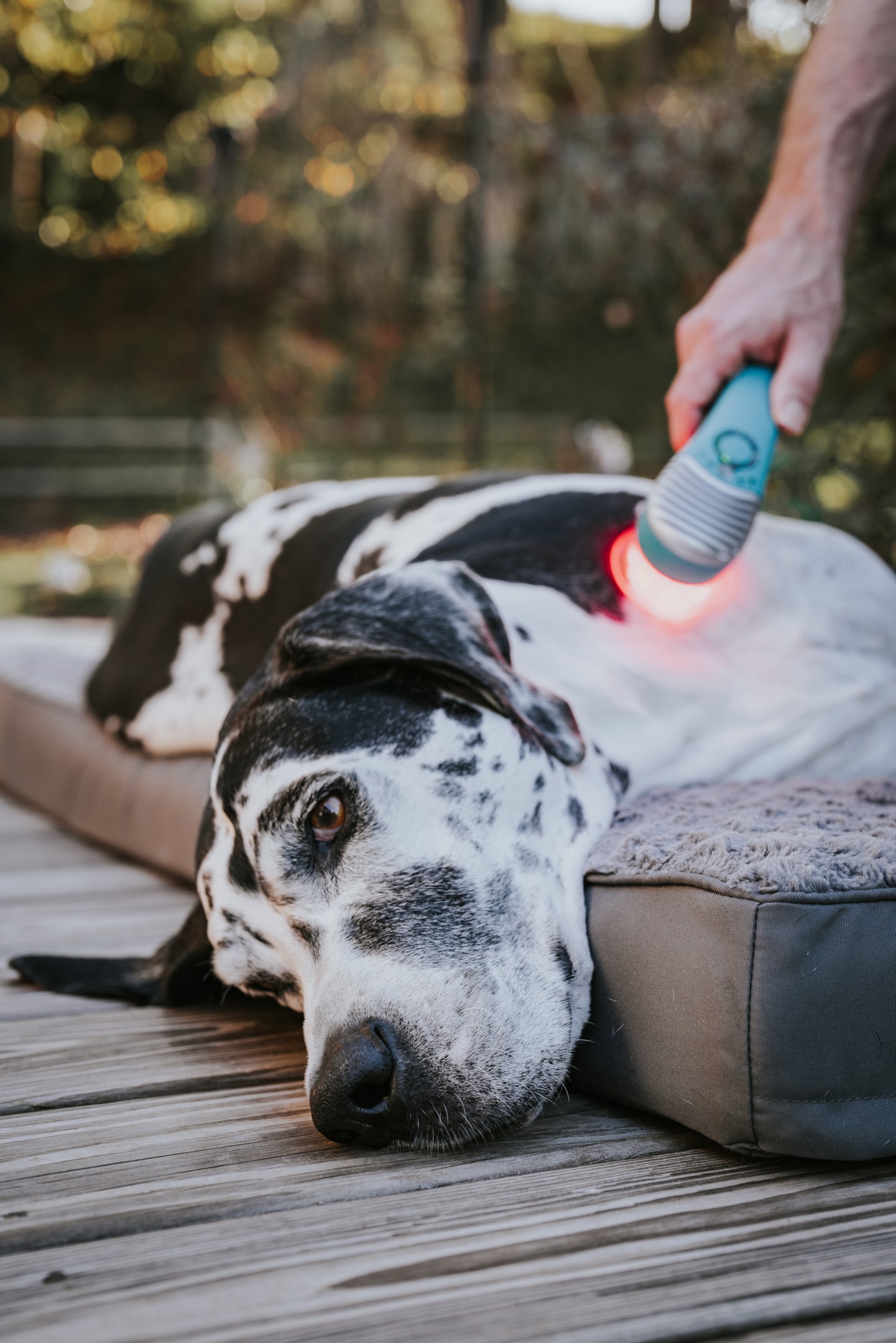 Understanding Dog Neck Pain: Symptoms, Causes, and Treatment Options